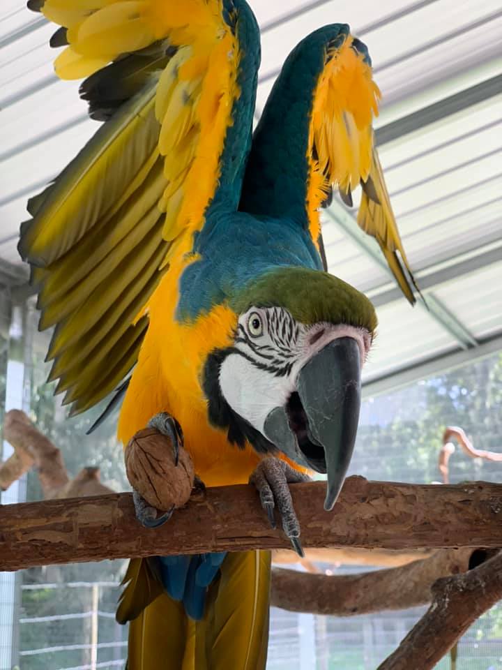 The Parrot Posse Corral - Welcome to The Parrot Posse